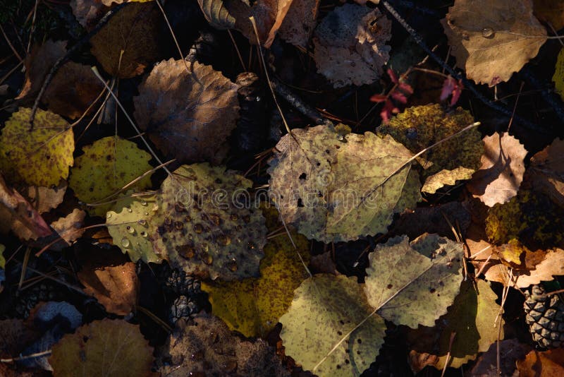 Old Withered Autumn Foliage Close Up Stock Photo - Image of plant, rain ...