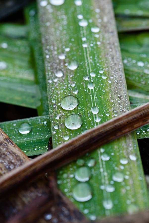 Old Withered Autumn Plants Close Up Stock Image - Image of garden ...