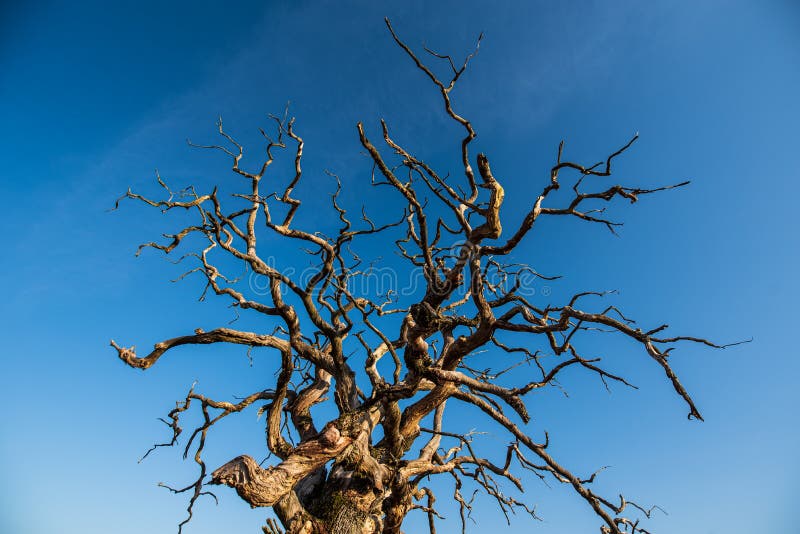 An Old, Withered Branched Oak on a Sunny Evening and a Blue Sky Stock ...