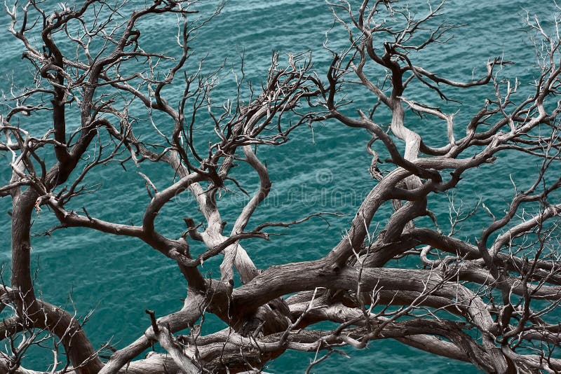 Old withered tree stock photo. Image of crust, dead, wooden - 23424332