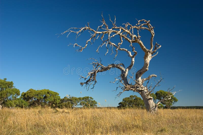 Withered Tree Wallpaper