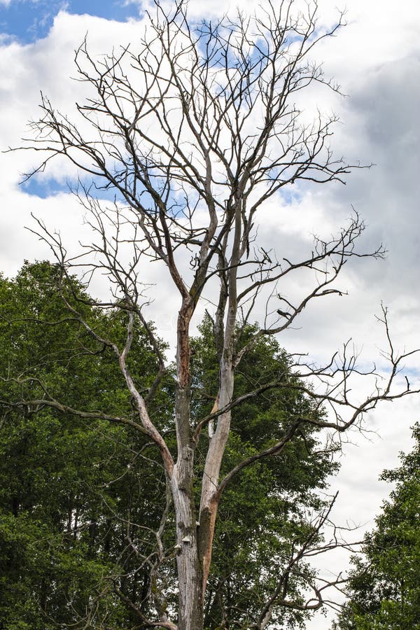 Old Withered Tree, Bare of Bark Stock Image - Image of wood, leaves ...