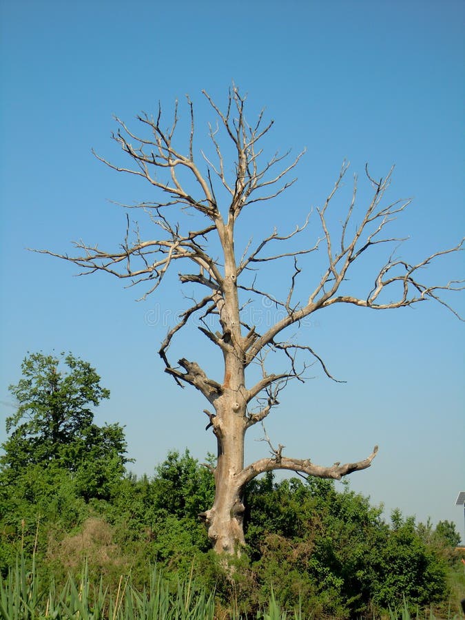 Old withered tree stock image. Image of failure, empty - 66095953