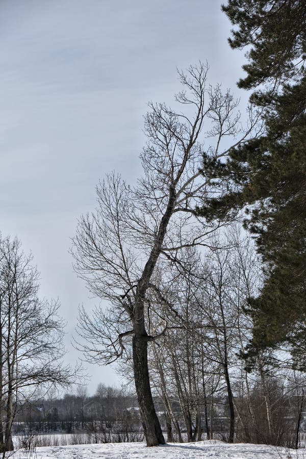 Old Withered Tree with a Deformed Trunk, Silhouettes of Bare Branches ...
