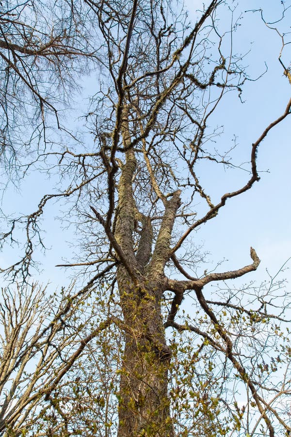Old withered tree stock photo. Image of beetle, ecology - 181752592