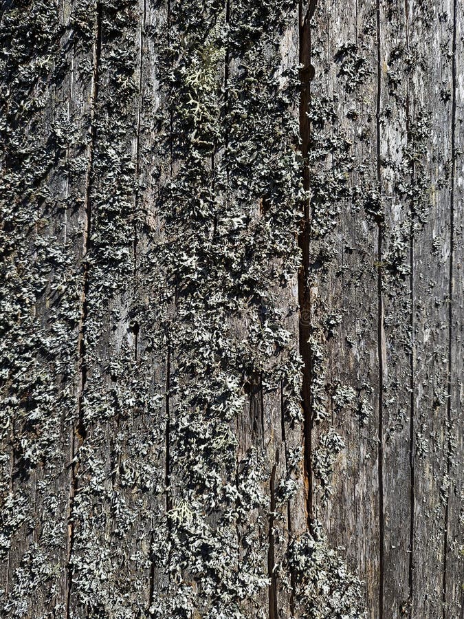 An Old, Withered Tree with Lichens Stock Photo - Image of withered ...
