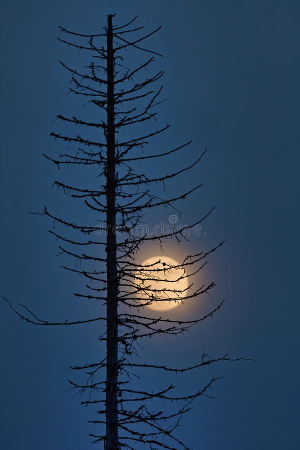 Old withered tree and moon stock photo. Image of view - 235203972