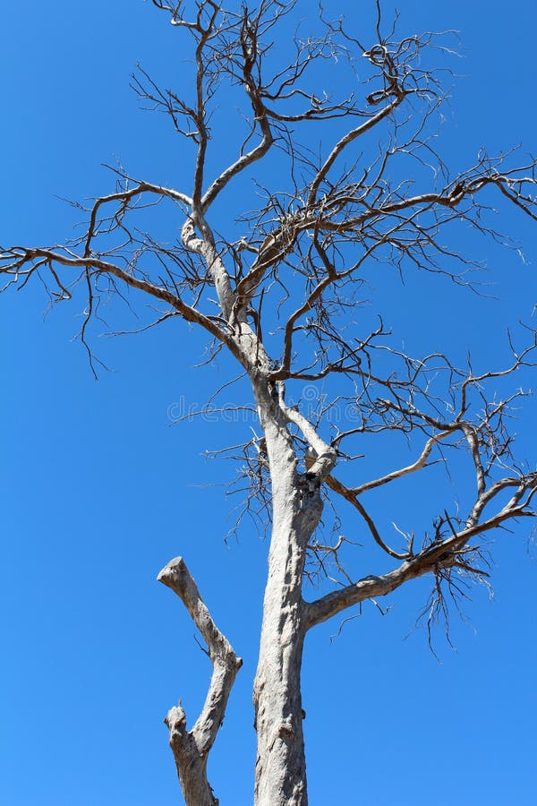 Two Withered Tree Trunks. Global Deforestation Rates Stock Image ...