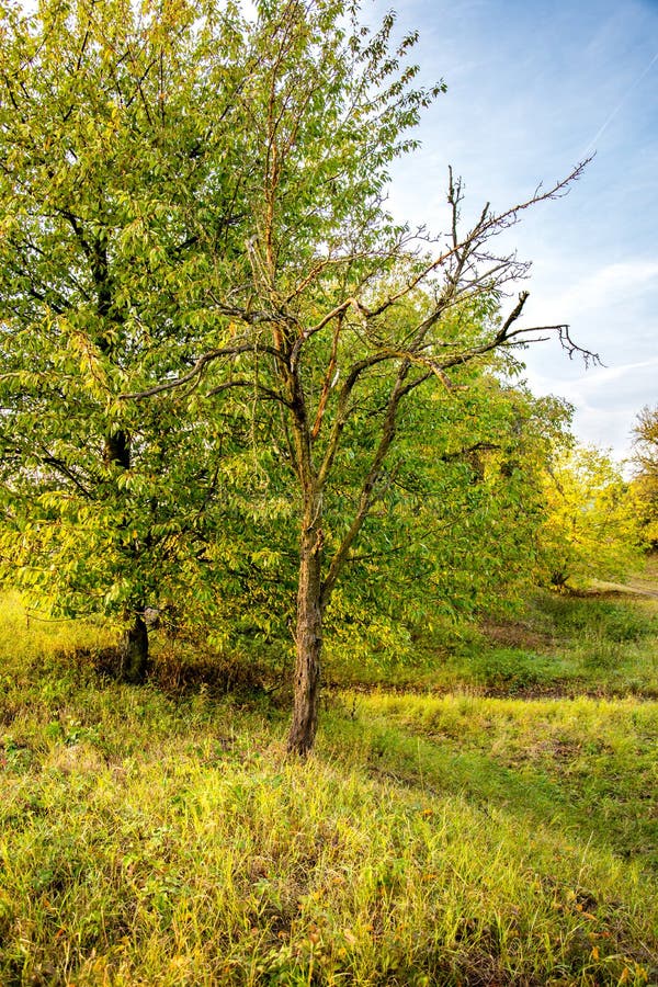 Old withered tree stock image. Image of dead, australia - 2698793