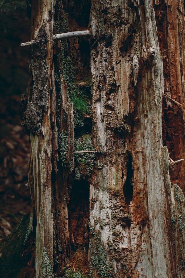 An Old Withered Tree. the Remains of an Old Tree in the Forest Stock ...