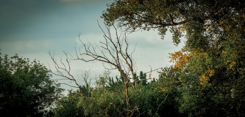 Old Withered Tree Surrounded by Trees with Yellowed Leaves, Autumn ...