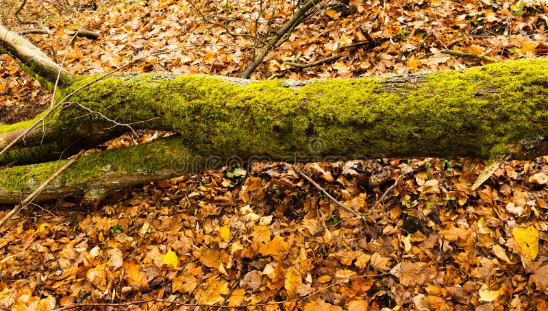 An Old, Withered Tree Trunk Covered Stock Image - Image of orange ...
