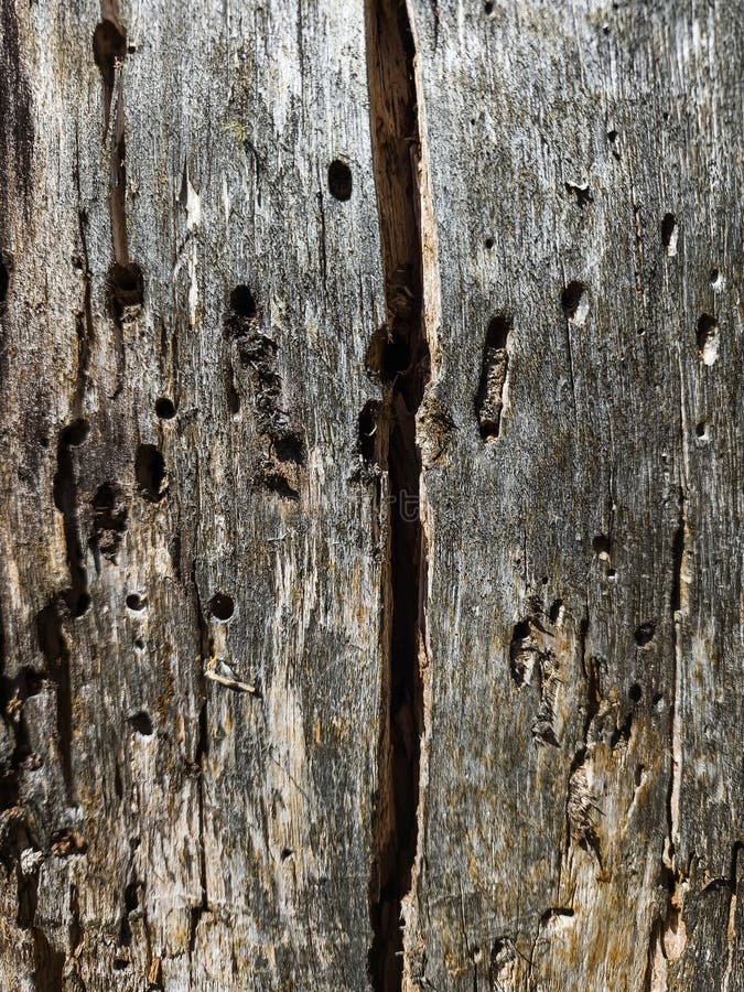 An Old, Withered Tree with Worm Holes and Crack Stock Photo - Image of ...