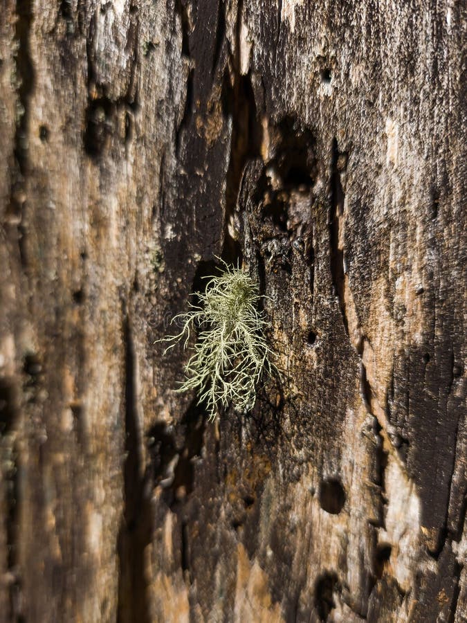 An Old, Withered Tree with Worm Holes and Lichen Stock Image - Image of ...