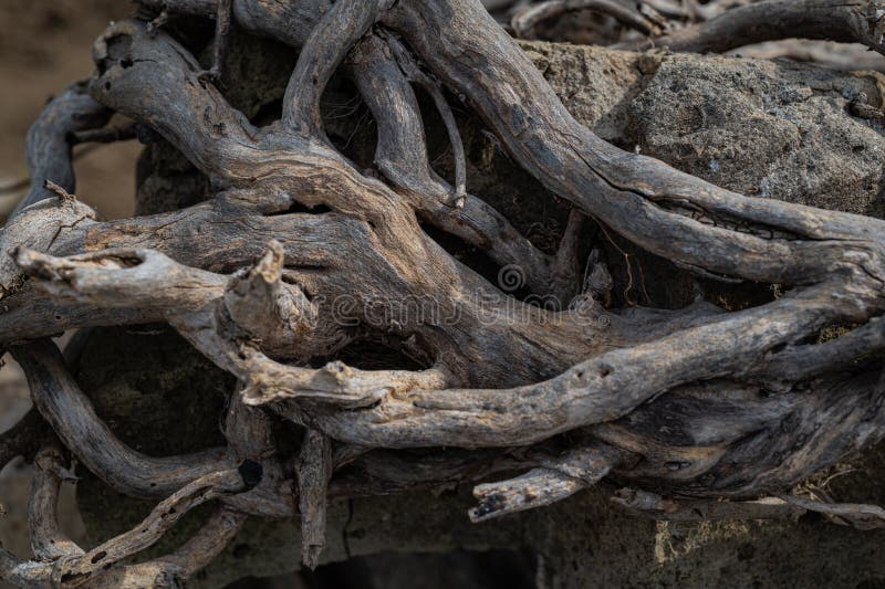 423 Roots Withered Stock Photos - Free & Royalty-Free Stock Photos from ...