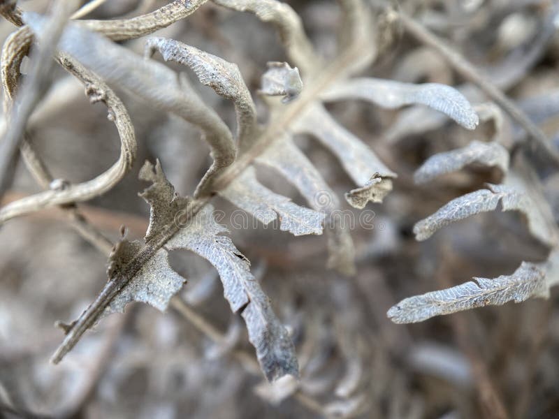 Withering Leaves from the Wonder Tree in Purple with Blurred Background ...
