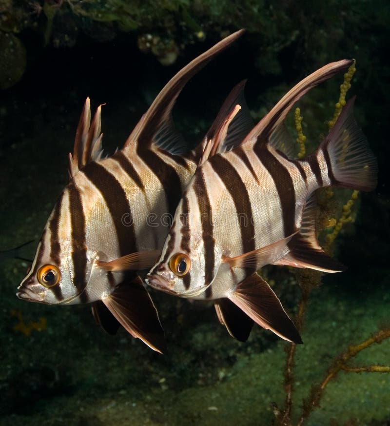 Old Wife Enoplosus Armatus A Black And White Striped Fish With A Small ...