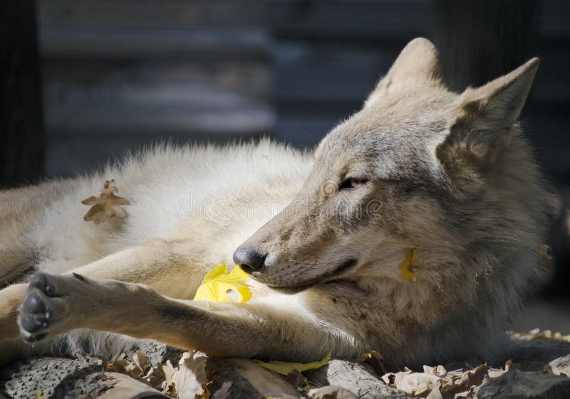 Old wolf stock image. Image of faded, mammal, nature - 68857123