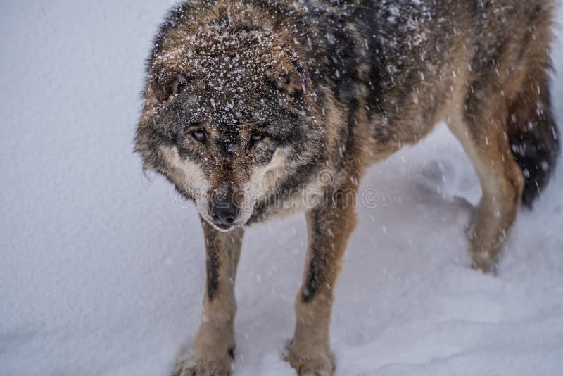 Old Wolf stock image. Image of lupus, eyes, snowy, brow - 84534067