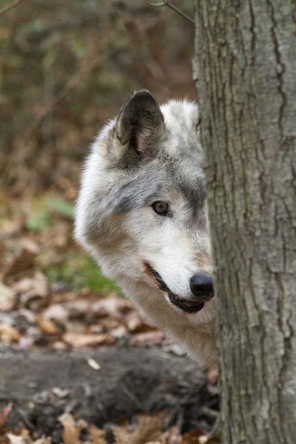 144 Wolf Behind Tree Stock Photos - Free & Royalty-Free Stock Photos ...