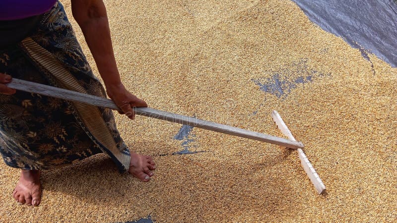 Sun-drying Rice Stalks at Yoysuya Rice Terrace Stock Image - Image of ...