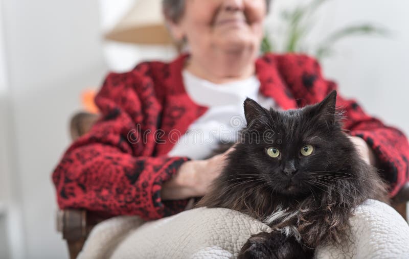 Old woman with her cat stock photo. Image of senior, retired - 94502090