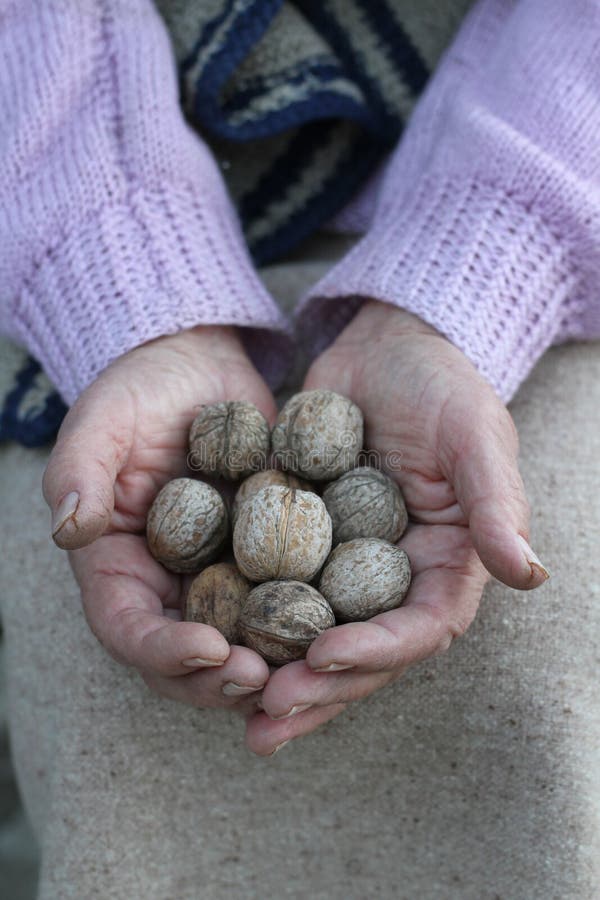 Old Woman Holding A Handful Of Walnuts Stock Image - Image of walnut ...
