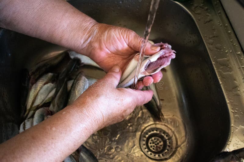 Washing of fish stock image. Image of seafood, ingredient - 18130159