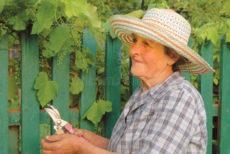 44,502 Old Woman Working Stock Photos - Free & Royalty-Free Stock ...