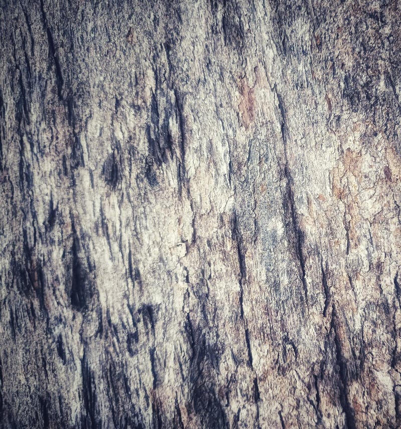 Old Wood Background.Bark Texture Pattern.Bark Pattern is Seamless ...