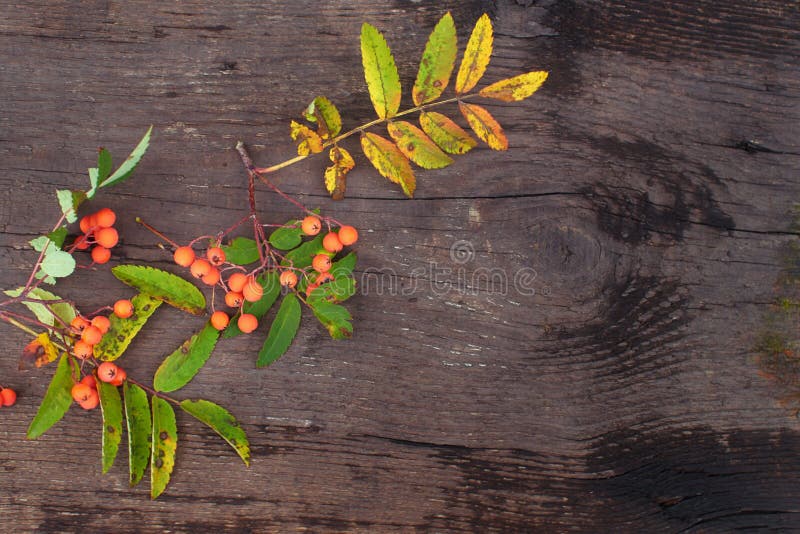 Old Wood Background with Rowan Stock Photo - Image of plant, color ...