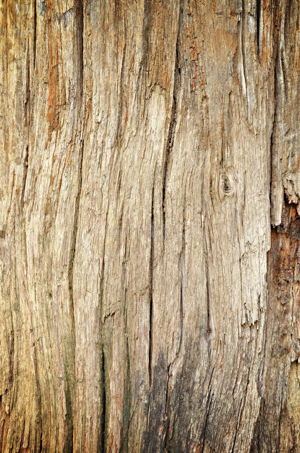 Old wood bark texture stock photo. Image of brown, timber - 27005522