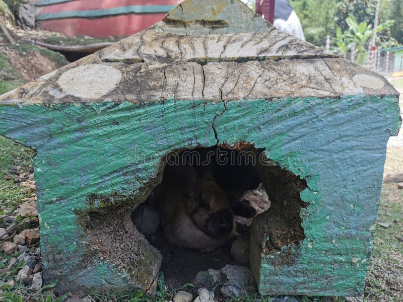 Old Wood Barn with Rabbit Inside the Hole. Stock Photo - Image of ...