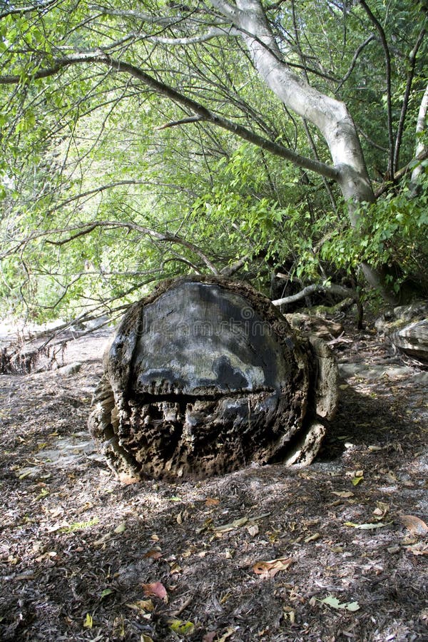 3,137 Rotting Log Stock Photos - Free & Royalty-Free Stock Photos from ...