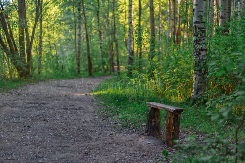 Old Wood Bench in a Forest Isolated with a Blurred Background Stock ...