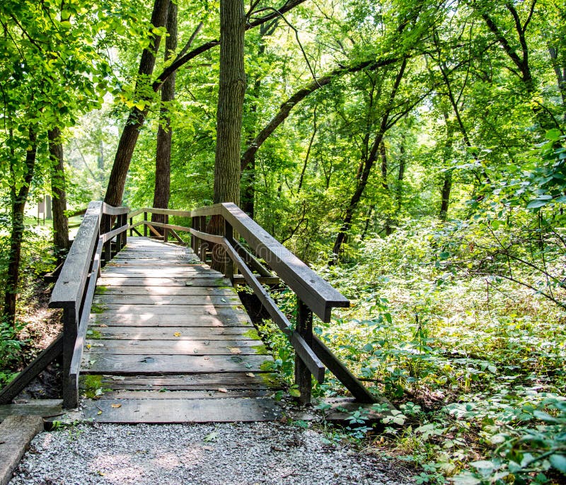 Old wood bridge in forest stock photo. Image of landscape - 124515662