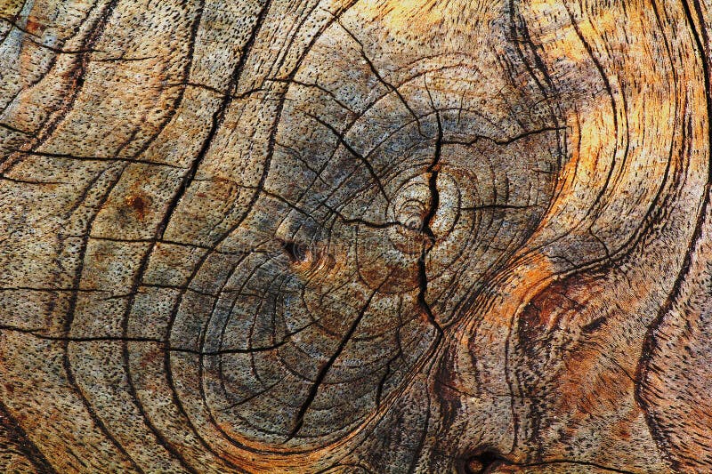 Old Wood Cut Texture Background Stock Photo - Image of wood, annual ...