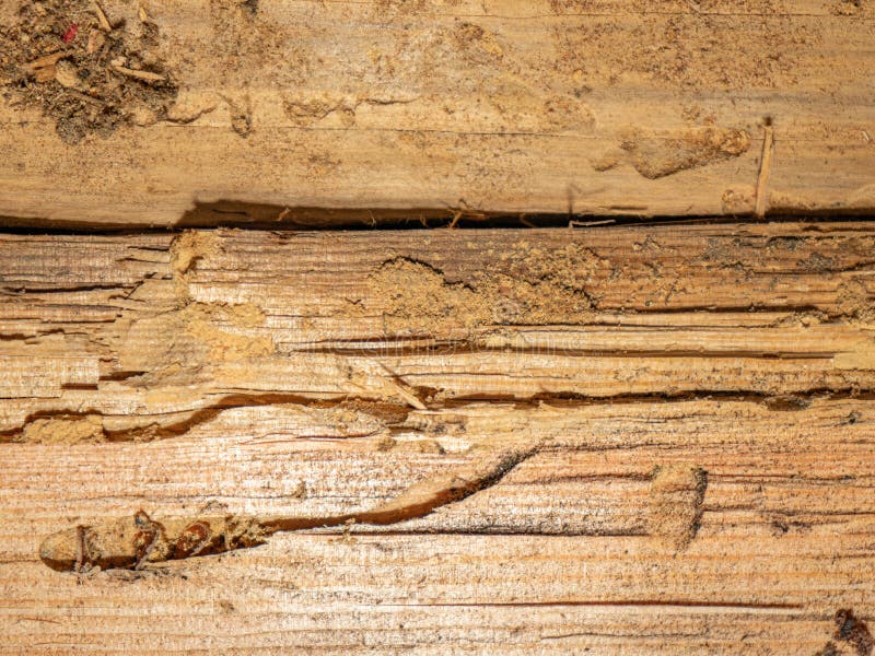 Termite House Section Stock Photos - Free & Royalty-Free Stock Photos ...