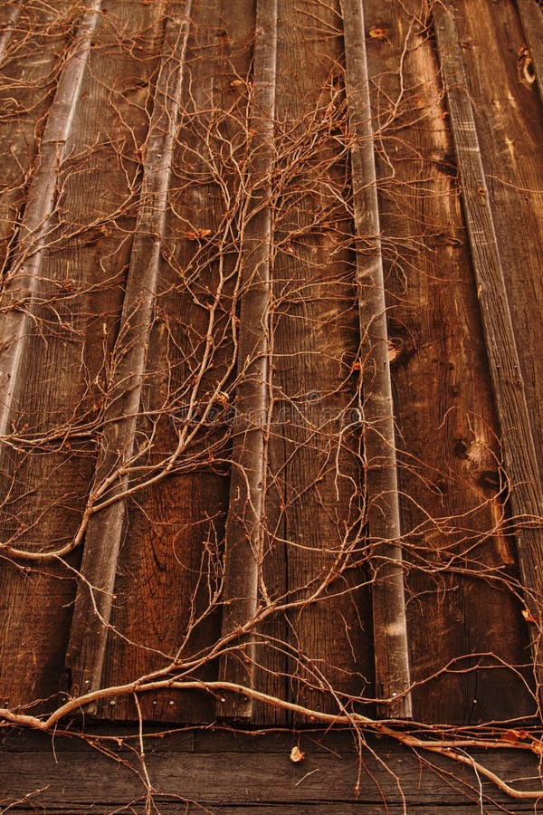 Dead Vines on Tree stock photo. Image of closeup, park - 55319446