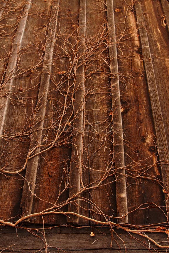 Old Wood and dead vines stock photo. Image of material - 29633460