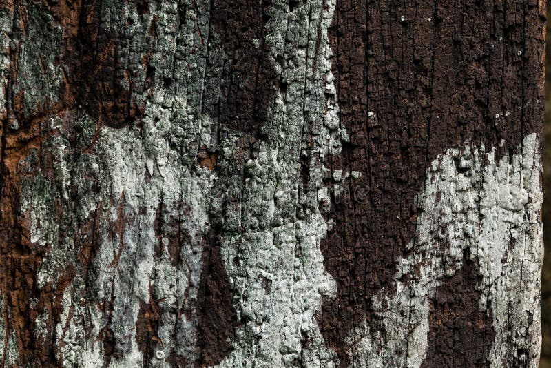 Old wood stock image. Image of decay, detail, tree, moist - 95878043