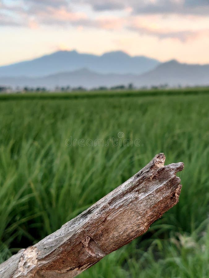 Old Wood Edge Rice Field Stock Photos - Free & Royalty-Free Stock ...