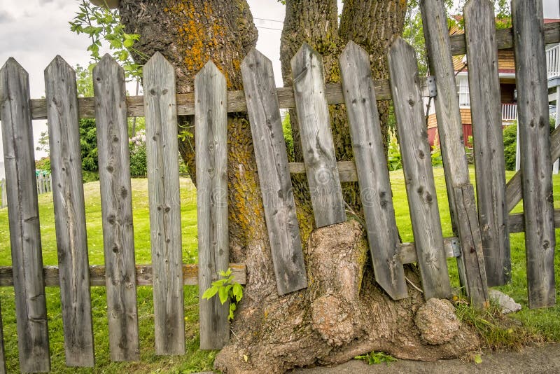 Old wood fence stock image. Image of landscape, tree - 75210523