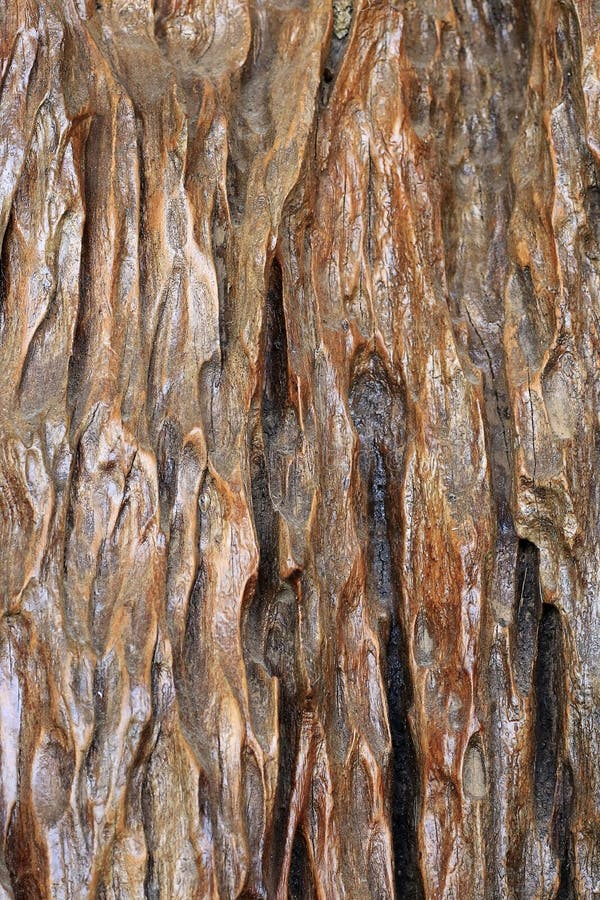 Old Wood Floor Pattern, Raw Wood Backdrop Stock Photo - Image of ...