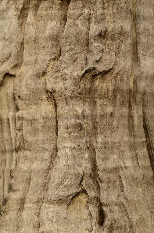 The Old Wood Grant or Texture Stock Photo - Image of destroy, texture ...