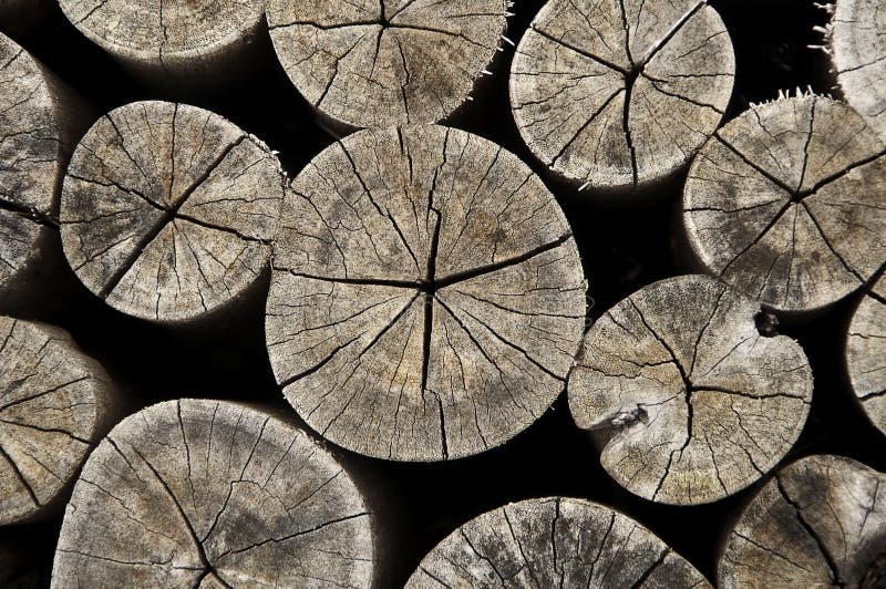 Walnut Log Cross Section