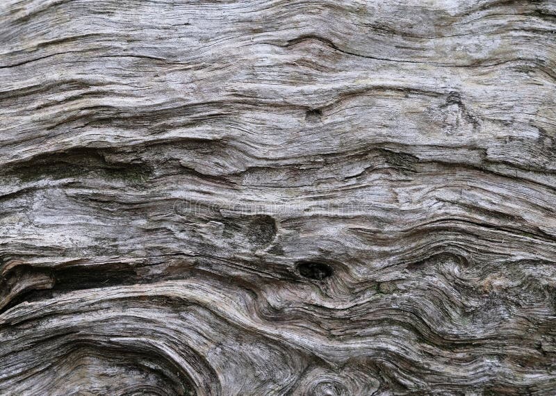 Old wood log stock image. Image of plank, hardwood, bark - 259902489