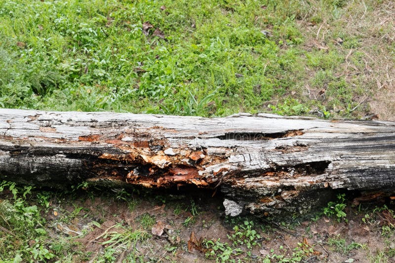 Old Wood Log Texture in the Forest Stock Photo - Image of background ...