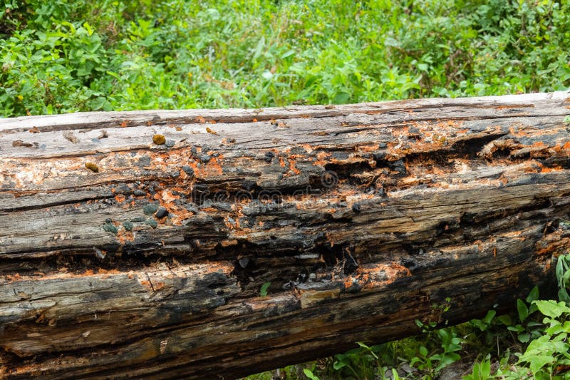 Old Wood Log Texture in the Forest Stock Image - Image of surface ...