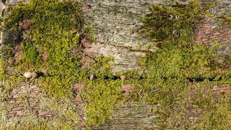 Old wood with moss stock photo. Image of rustic, rotten - 91769554